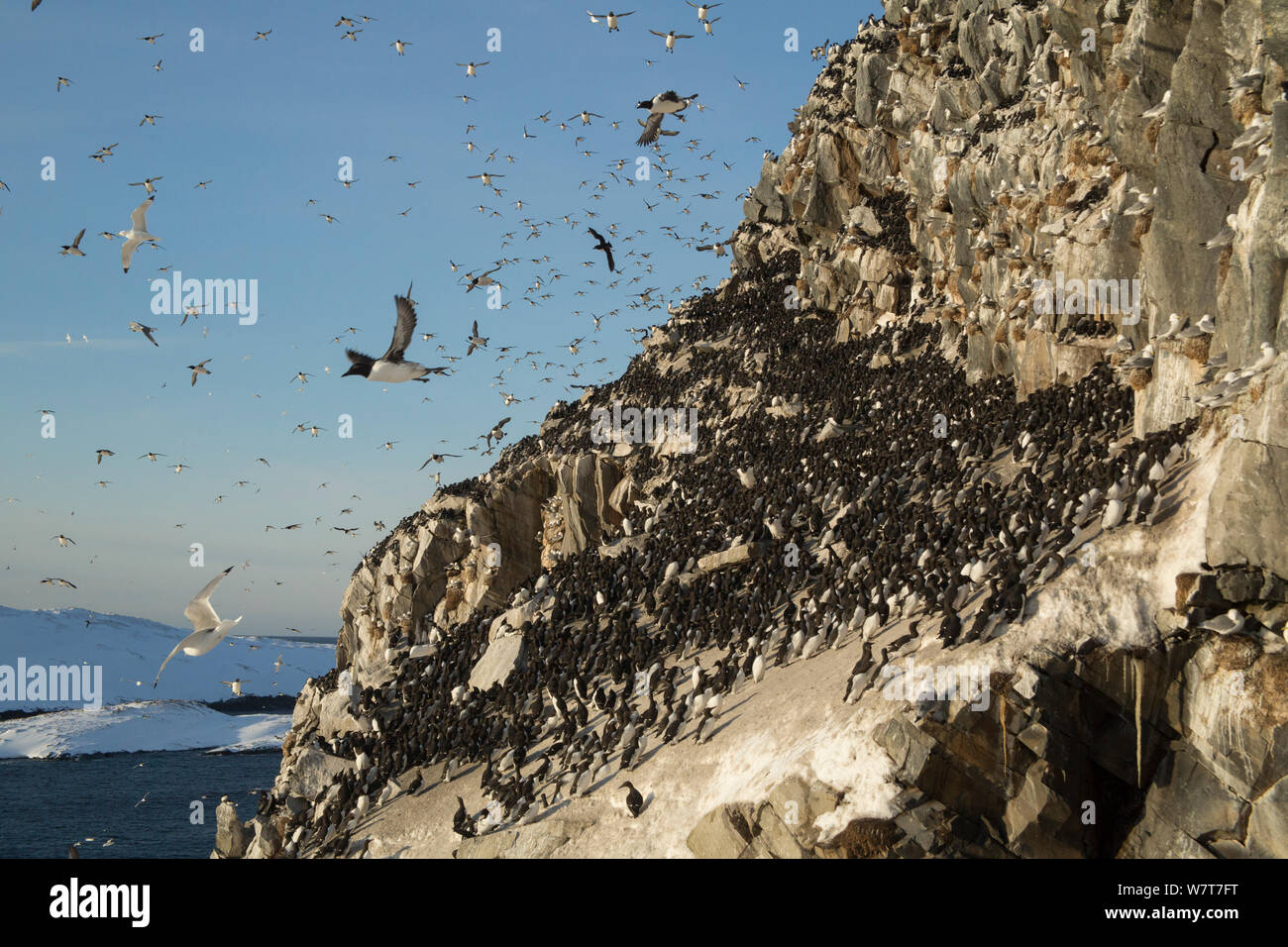 Razorbill birds hi-res stock photography and images - Alamy
