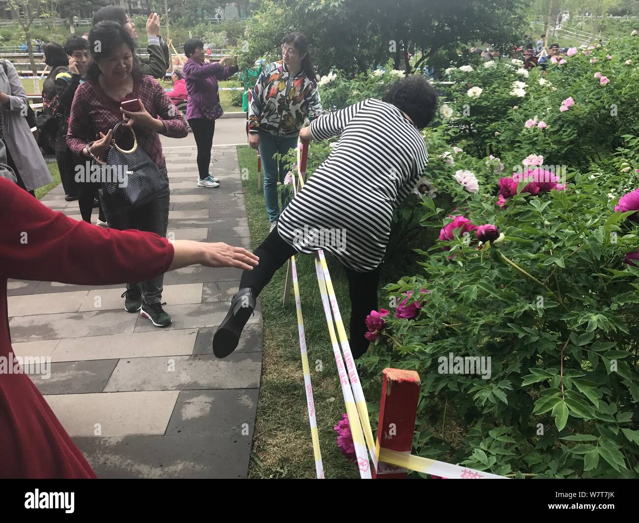 Middle-aged Chinese aunts stretch across the cordon to take photos with ...