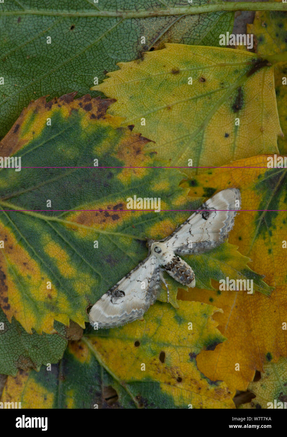 Lime spec pug moth (Eupithecia centaureata) in leaf litter, Sheffield ...