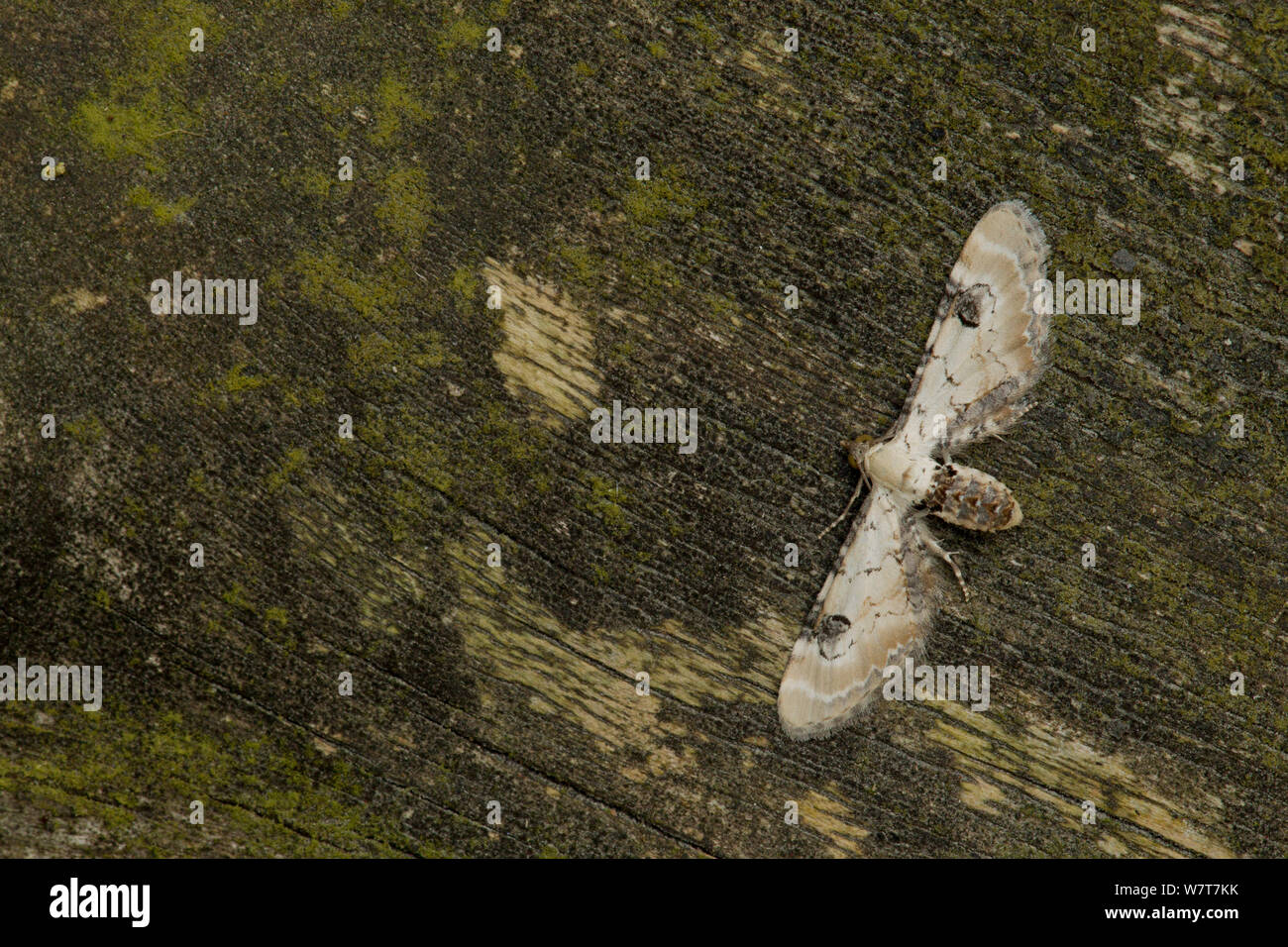 Lime spec pug moth (Eupithecia centaureata) Sheffield, England, UK ...