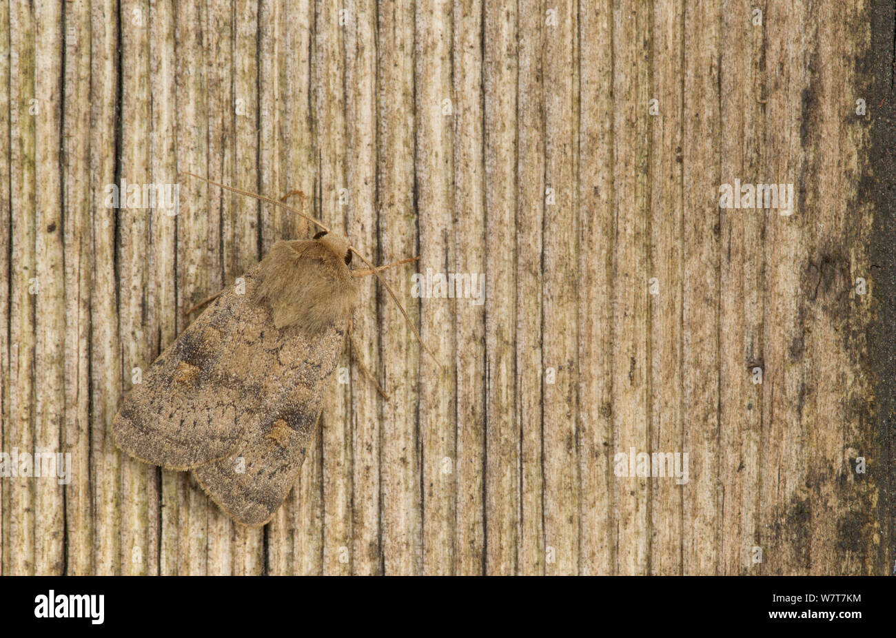 Mottled rustic moth hi-res stock photography and images - Alamy