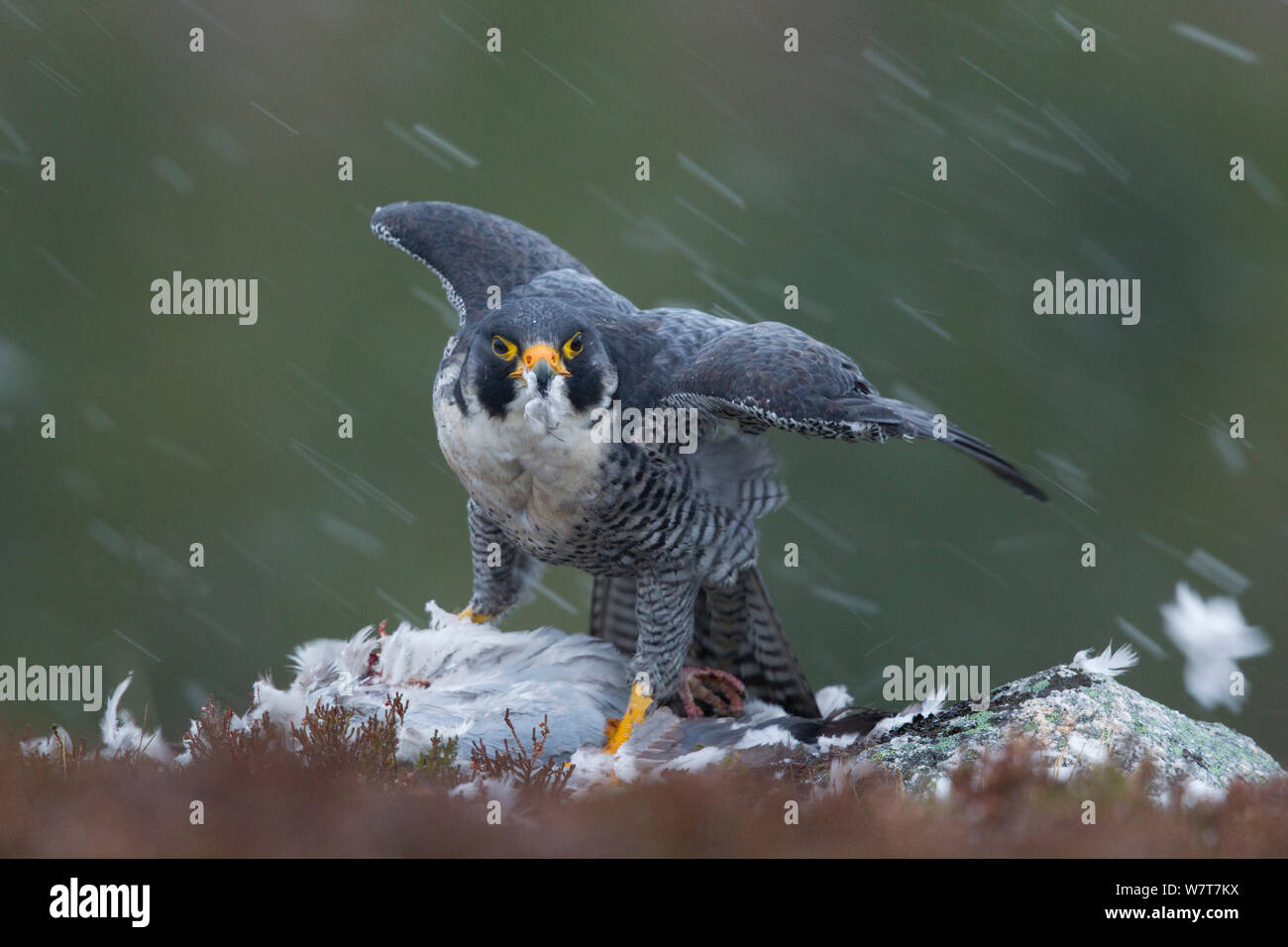 Peregrine falcon (Falco peregrinus) male in snow, captive Stock Photo ...