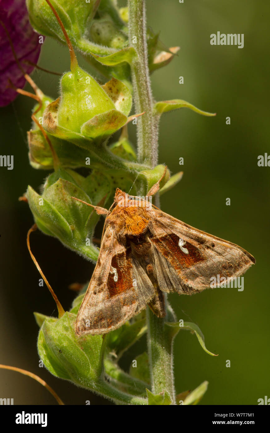 Plain Golden Y moth (Autographa jota) Sheffield, England, UK, July ...