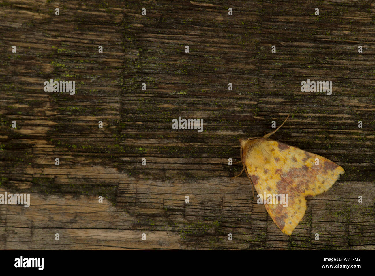 Pink-barred sallow moth (Xanthia togata) resting on dead wood ...