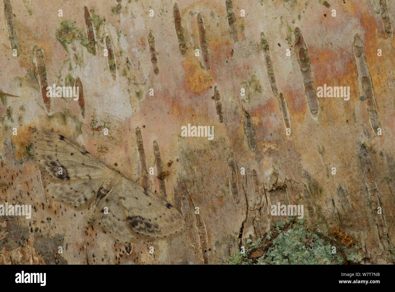 Single dotted wave moth (Idaea dimidiata) Sheffield, England, UK ...