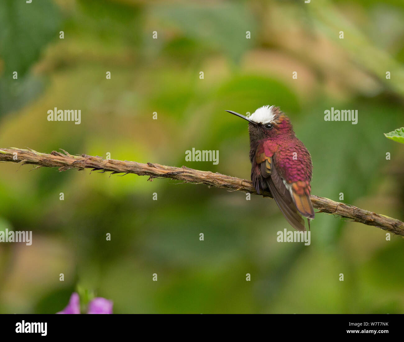 Snowcap hummingbird (Microchera albocoronata) Central Highlands, Costa ...