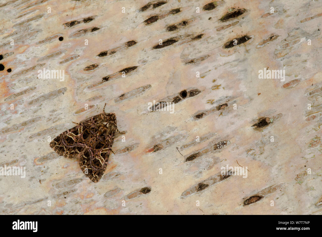 The Campion moth (Hadena rivularis) resting on old wood plank ...