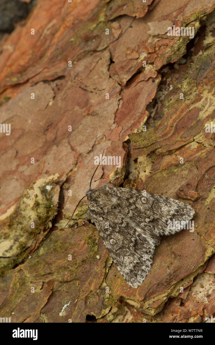 Sycamore moth (Acronicta aceris) Sheffield, England, UK, August Stock ...