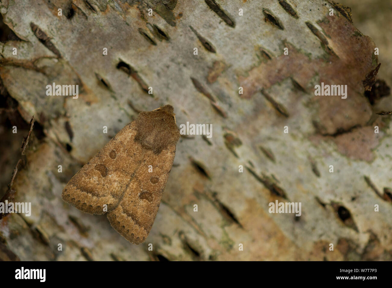 The Uncertain moth (Hoplodrina alsines) on bark, adult moth, Sheffield ...