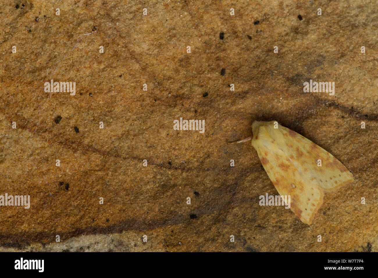 Xanthia hi-res stock photography and images - Alamy
