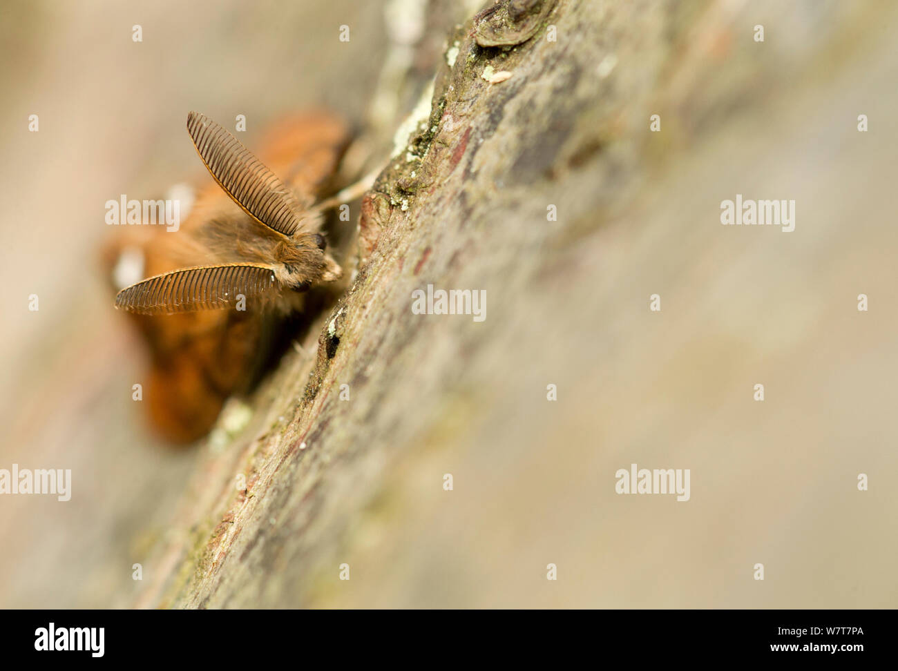 Moth orgyia antiqua hi-res stock photography and images - Alamy