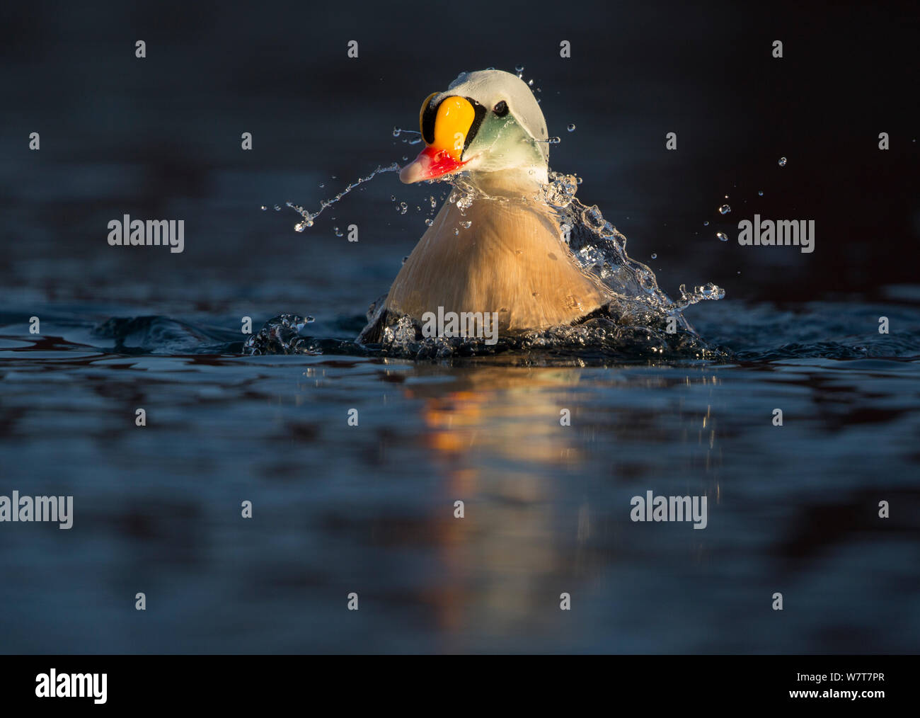 King Eider (Somateria spectabilis) with water splashing off its beak ...
