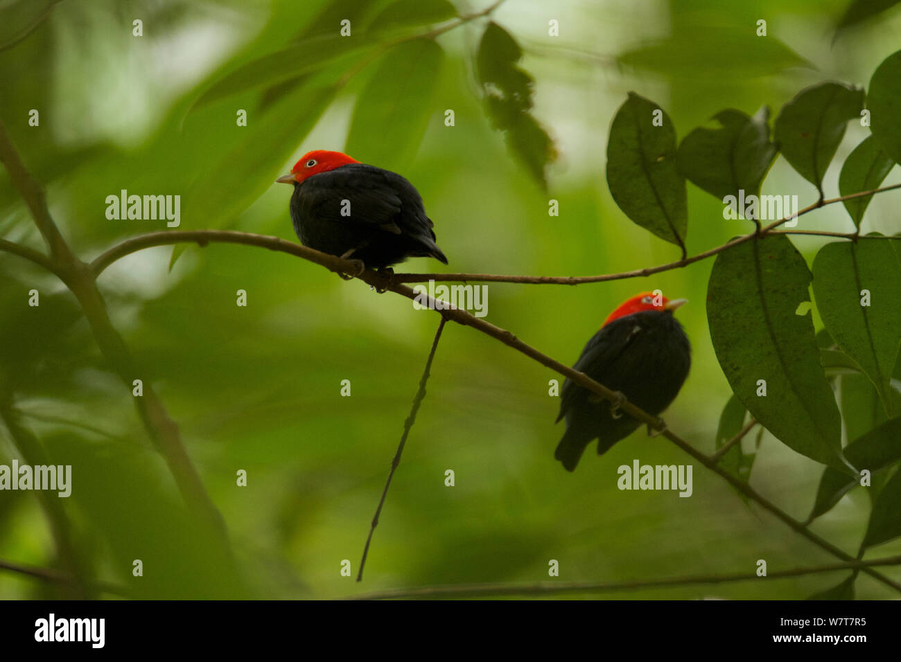 Two adult male Red-capped Manakins (Pipra mentalis) together at a lek ...