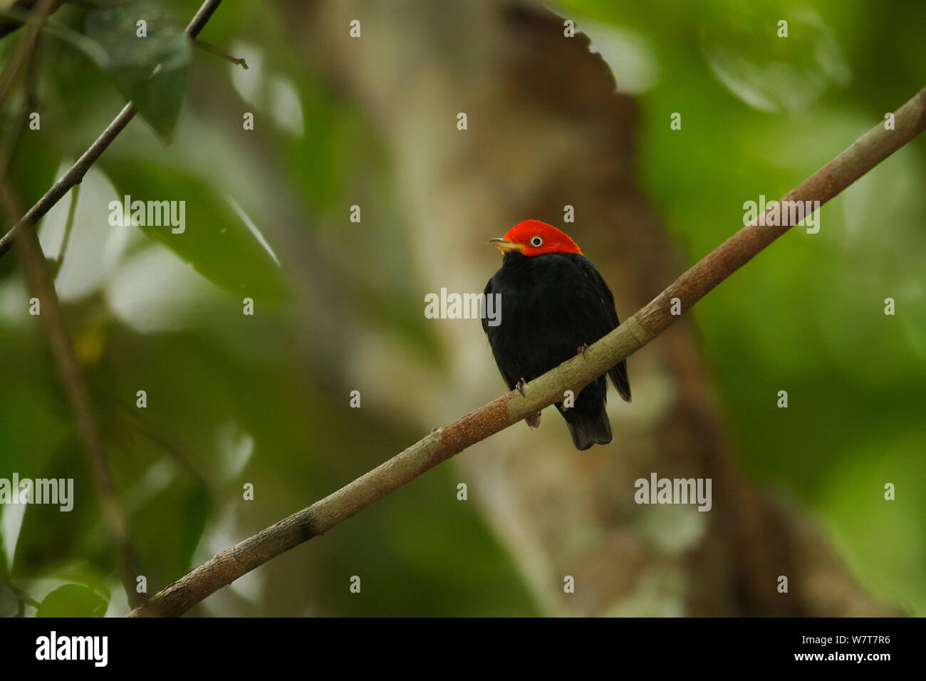 Red capped manakin display hi-res stock photography and images - Alamy