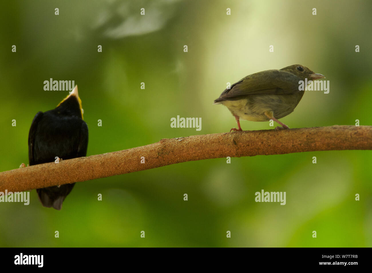 Female Golden-headed Manakin (Pipra erythrocephala) visiting a male at ...