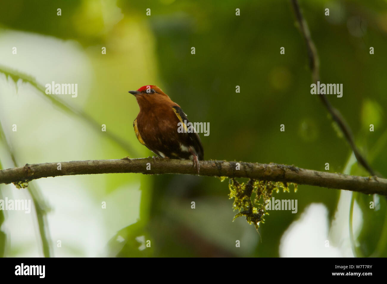 Club-winged Manakin (Machaeropterus deliciosus) Milpe Cloudforest ...