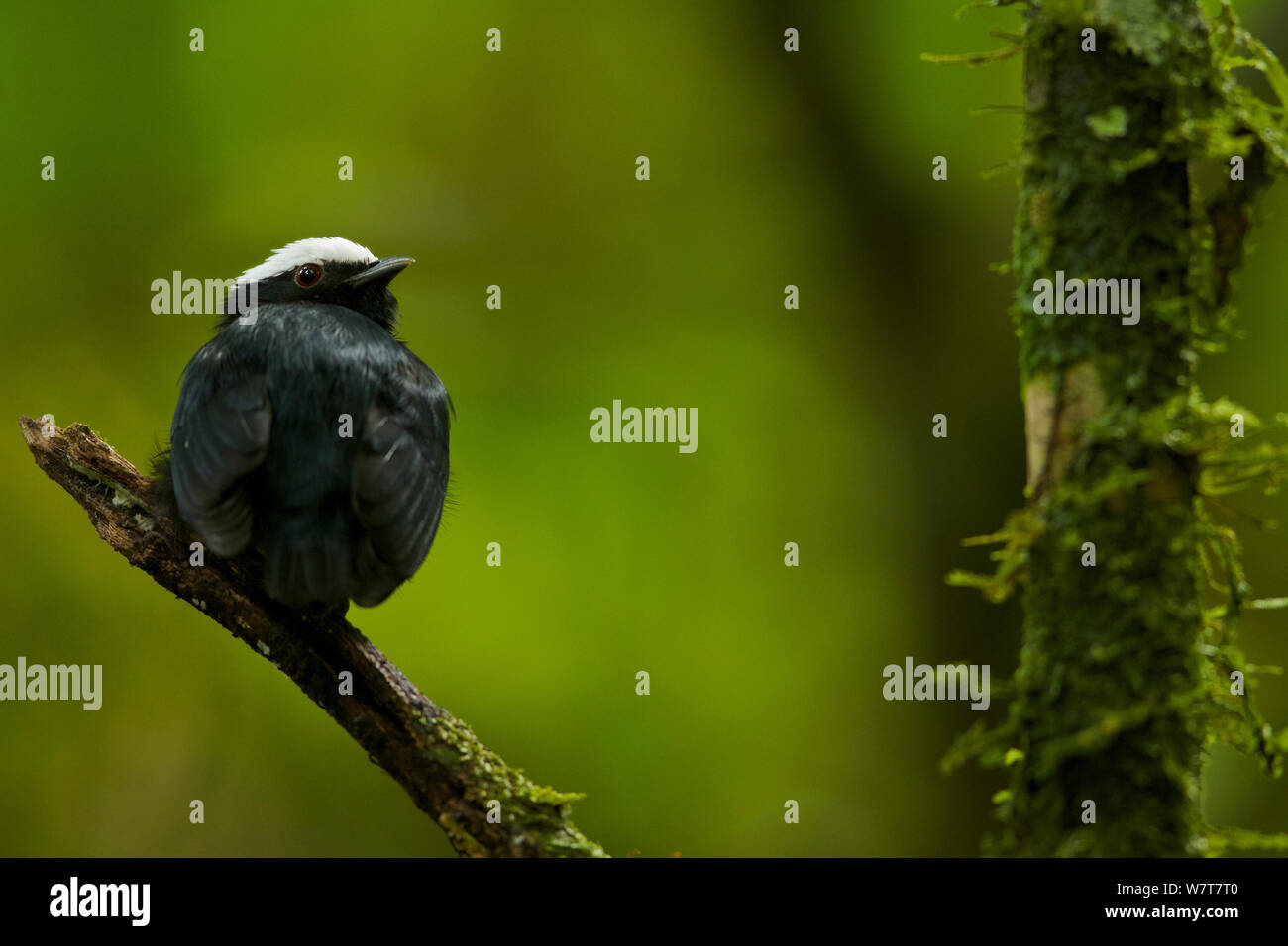 White Crowned Manakin High Resolution Stock Photography and Images - Alamy