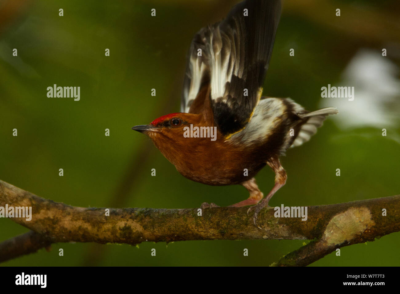 Milpe reserve hi-res stock photography and images - Alamy