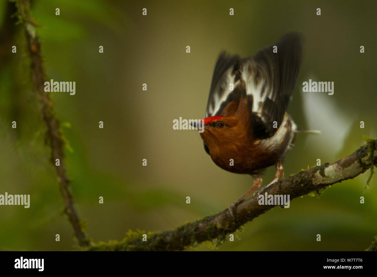 Male Club-winged Manakin (Machaeropterus deliciosus) hitting his wings ...