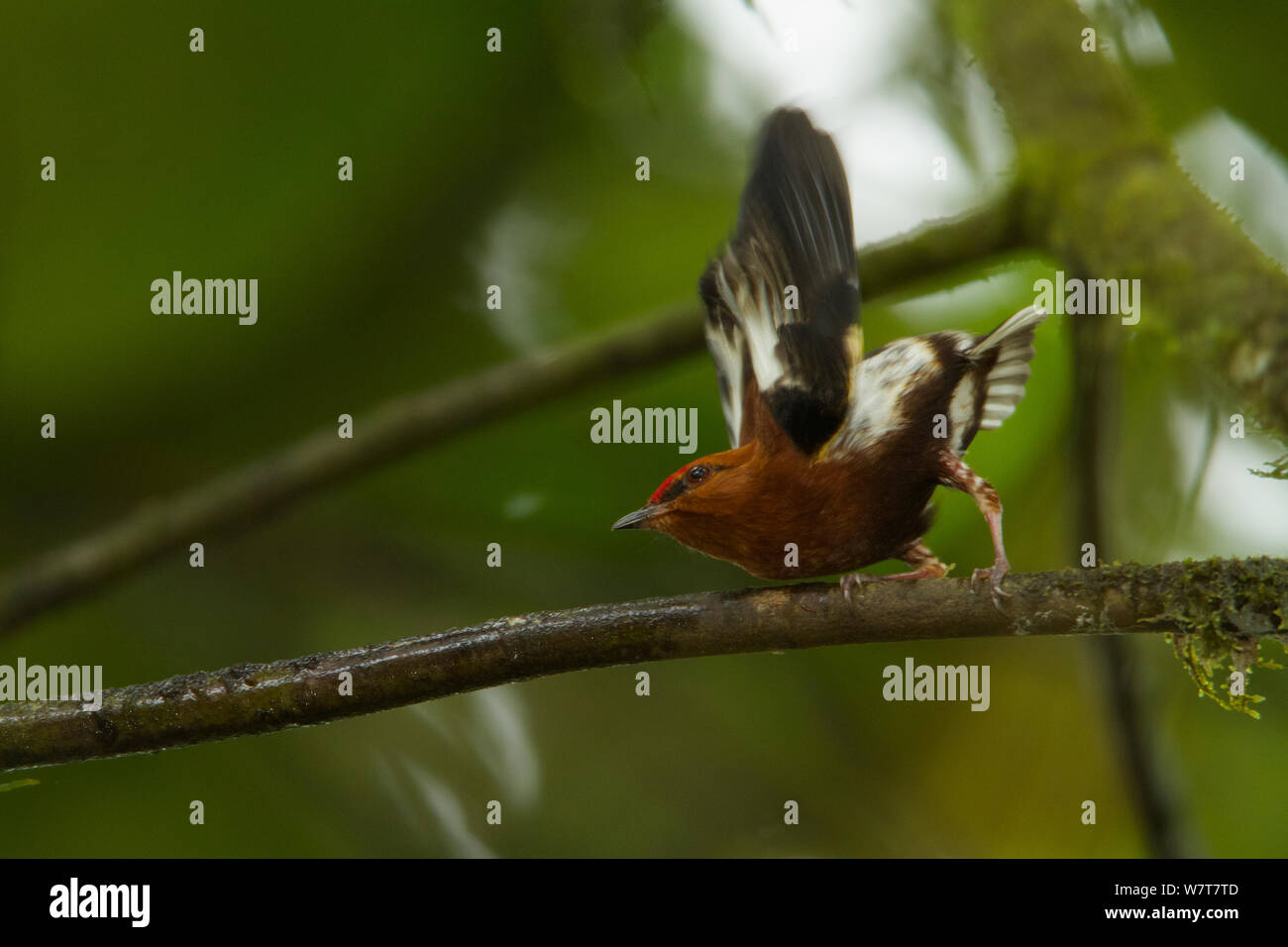 Male Club-winged Manakin (Machaeropterus deliciosus) hitting his wings ...
