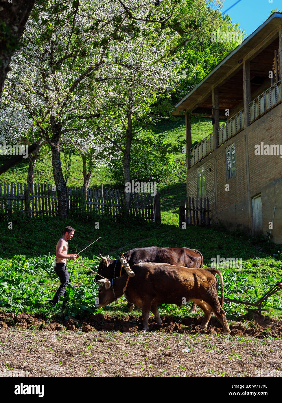 ploughing with ox near Goderzi pass, Adjara, Georgia, Europe Stock ...