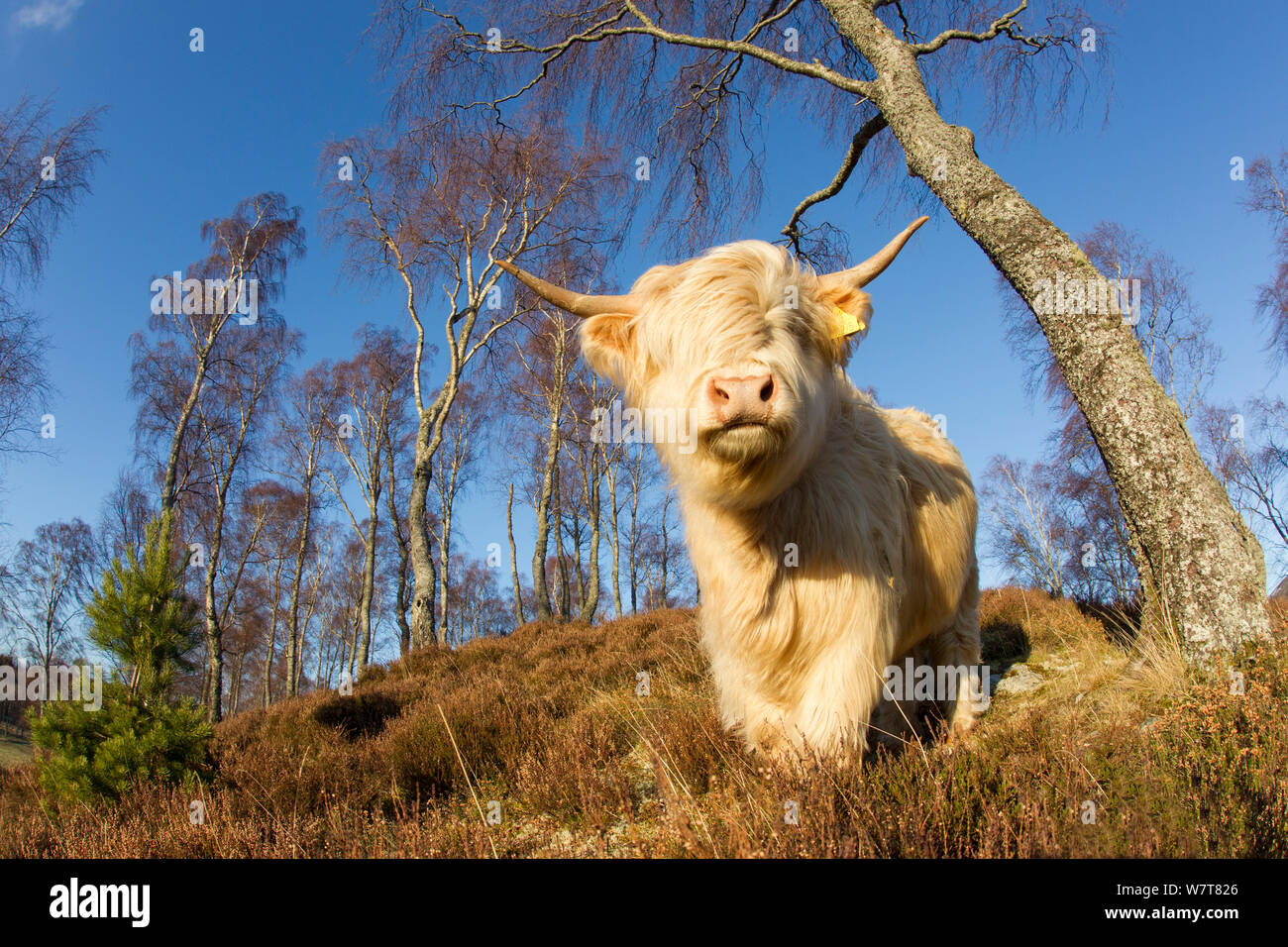 Native animals of scotland hi-res stock photography and images - Alamy