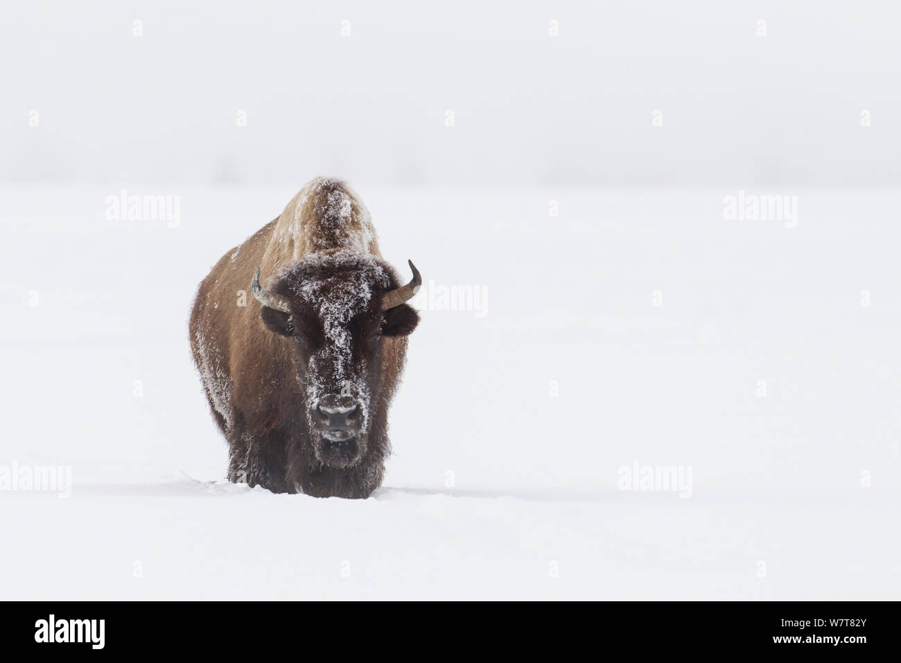 American bison bison bison walking hi-res stock photography and images ...