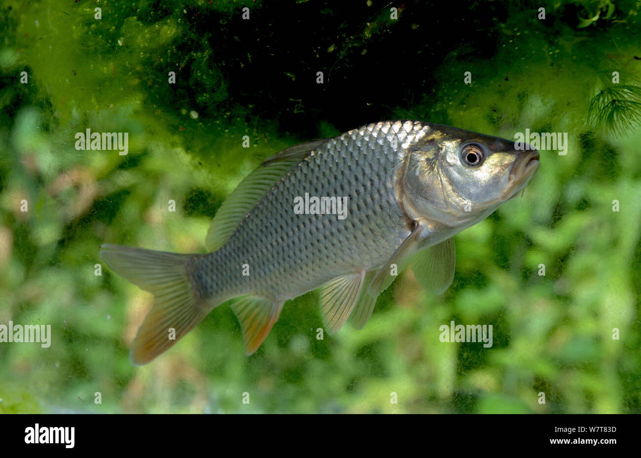 Common Carp (Cyprinus carpio) swimming in an aquarium with blanket weed ...
