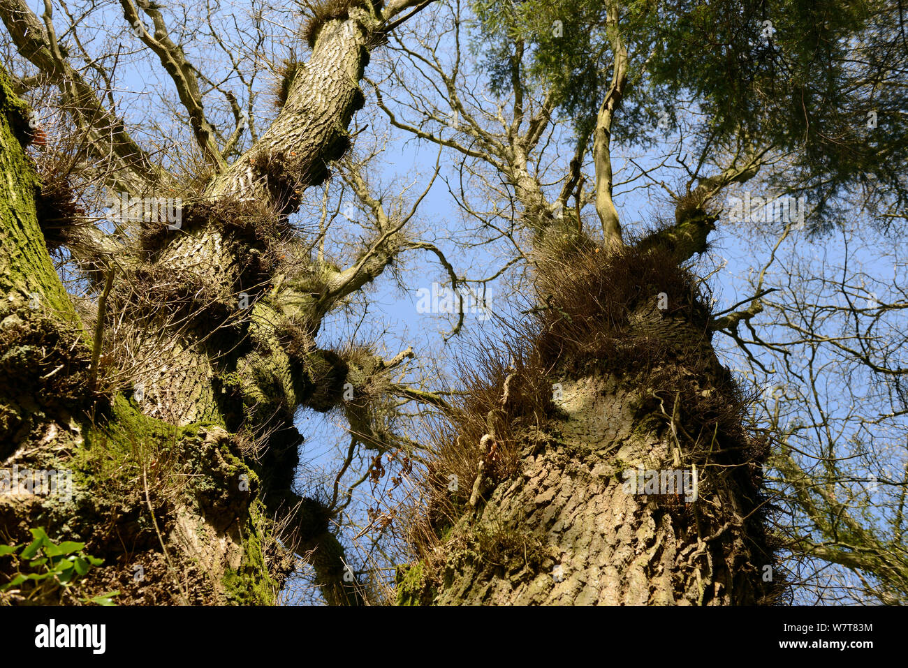 Epicormic hi-res stock photography and images - Alamy