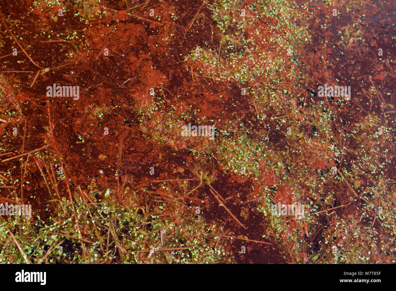 Red algae (Rhodophyta) and Least Duckweed (Lemna minuta) on Radnorshire ...
