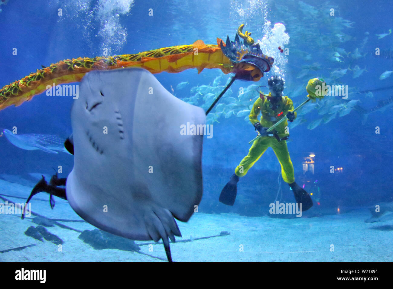 Divers perform a dragon dance with a shark and other sea animals ...