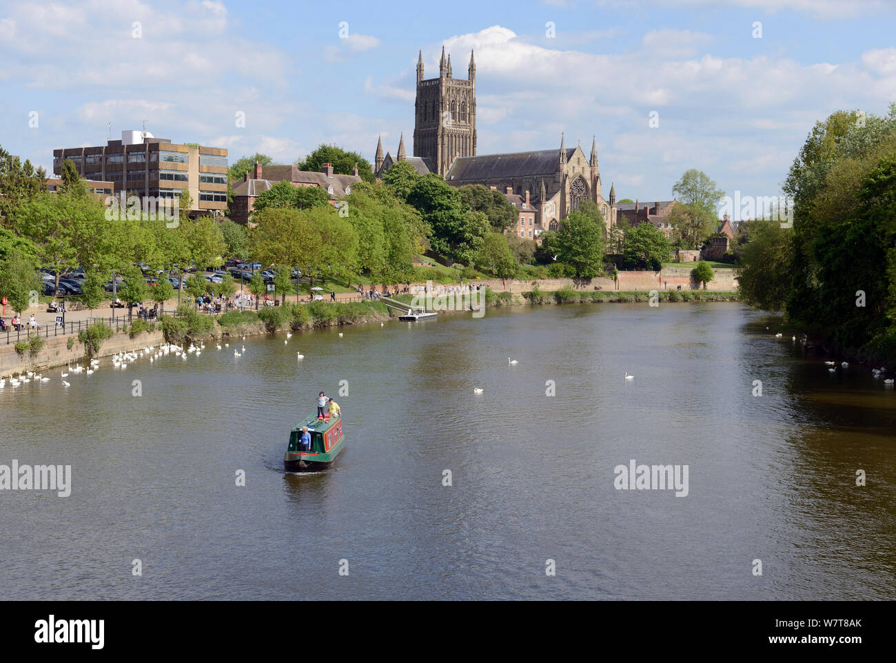 Worcester Cathedral, with the River Severn and swan sanctuary ...