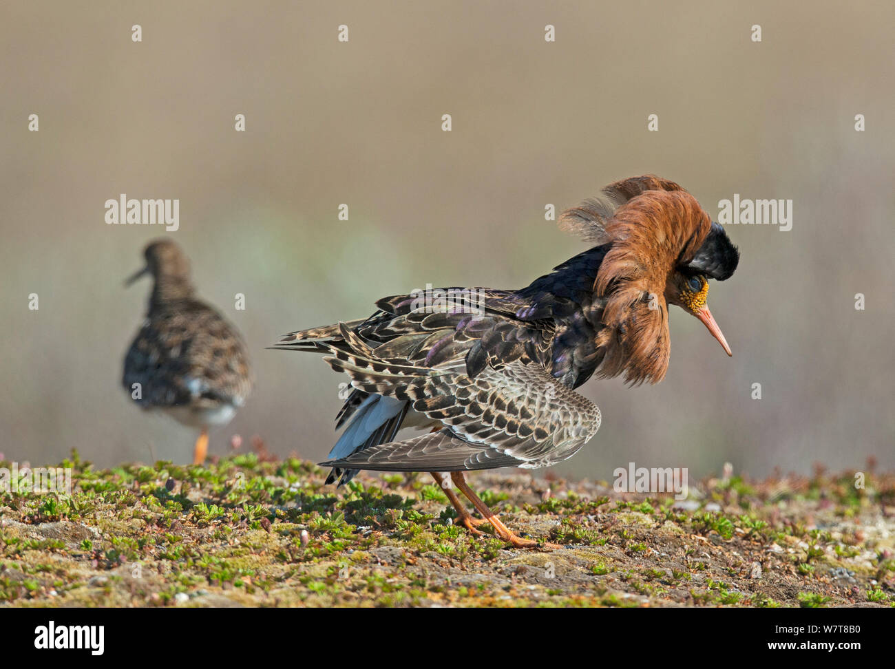 Ruff female reeve hi-res stock photography and images - Alamy