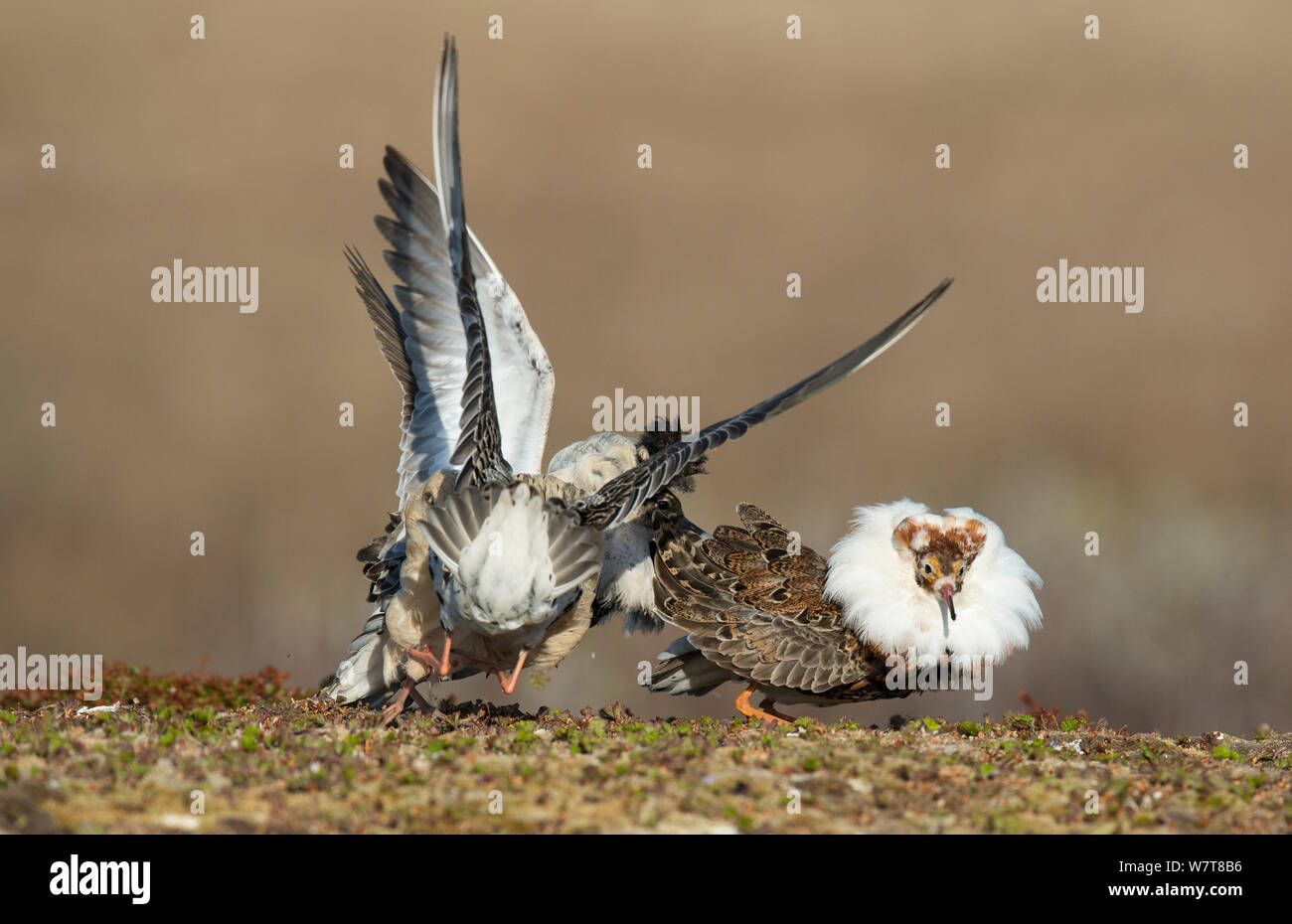 Satellite male Ruffs (Philomachus pugnax) fighting in display at the ...