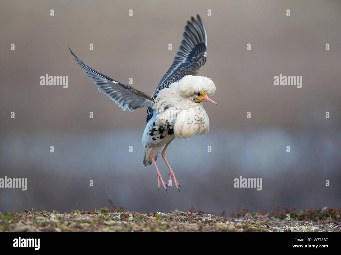 Satellite male Ruff (Philomachus pugnax) in full display at the lek ...