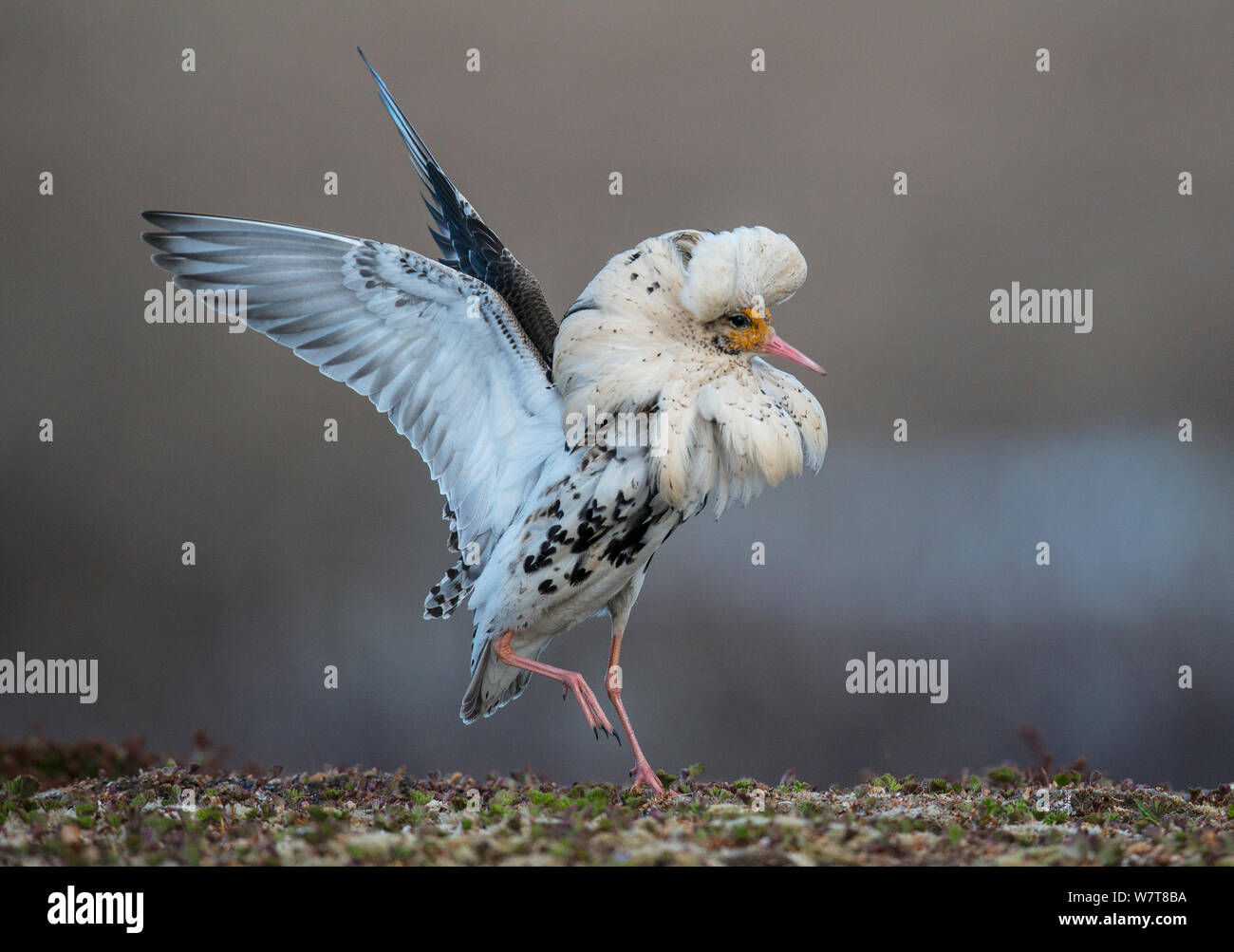 Satellite male Ruff (Philomachus pugnax) in full display at the lek ...
