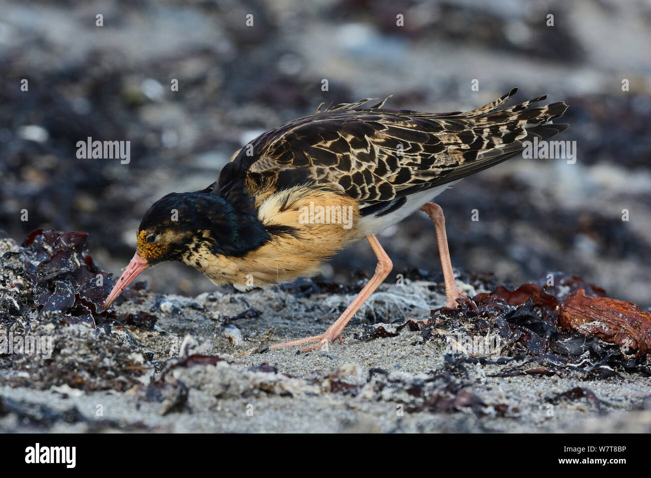 Birds feed on grubs hi-res stock photography and images - Alamy