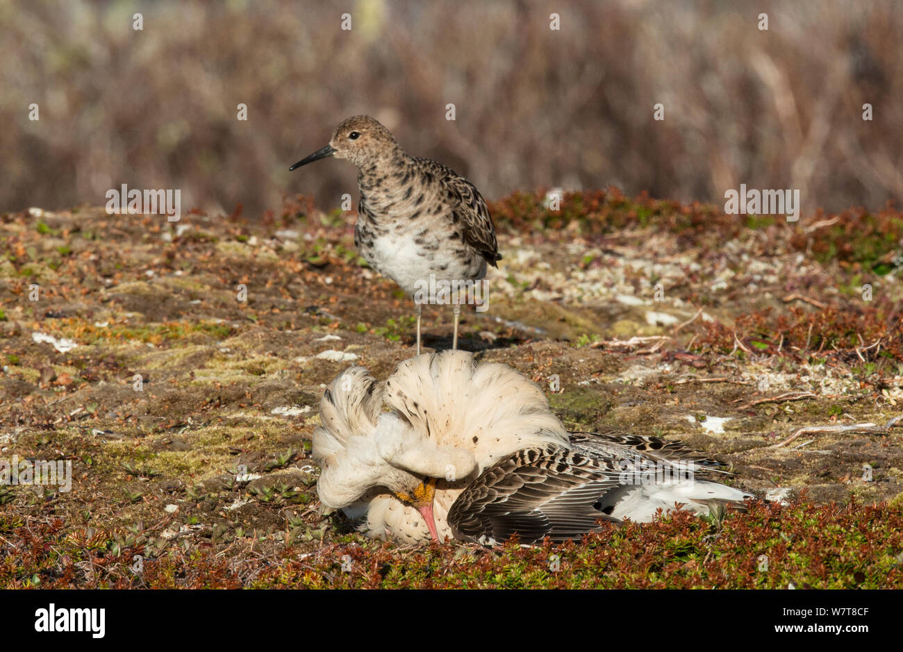 Reeve or female Ruff (Philomachus pugnax) watching a prostrate ...