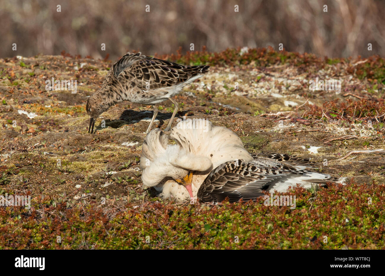 Reeve or female Ruff (Philomachus pugnax) pretend feeding whilst ...