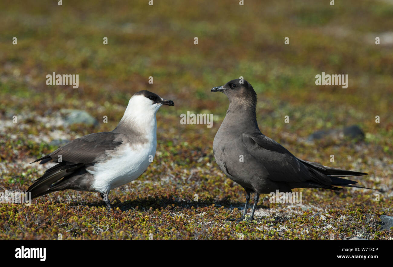 Pair of Arctic Skuas (Stercorarius parasiticus) dark phase male and ...