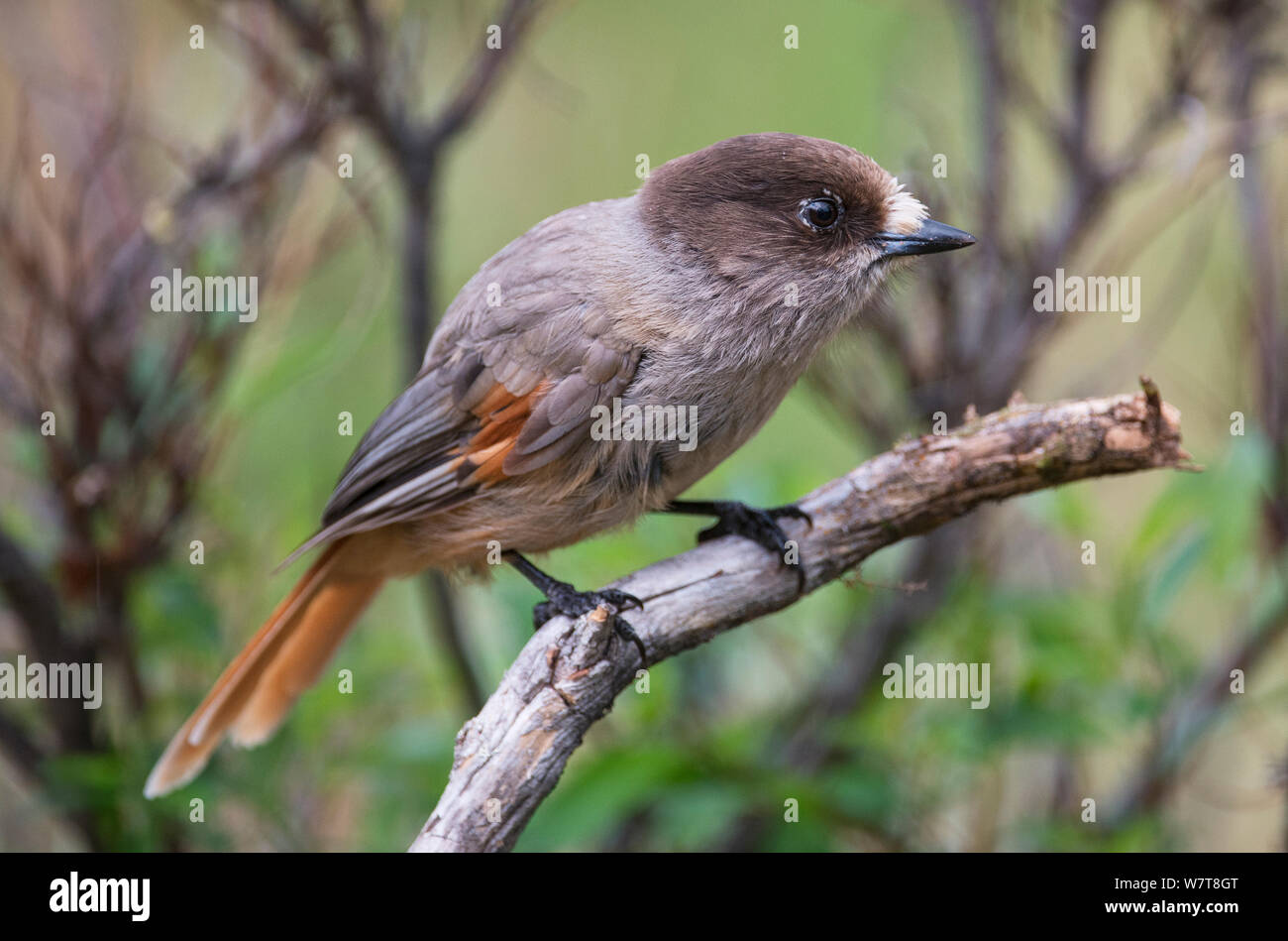 Siberian Jay (Perisoreus infaustus) perched on a dead branch. Inari ...