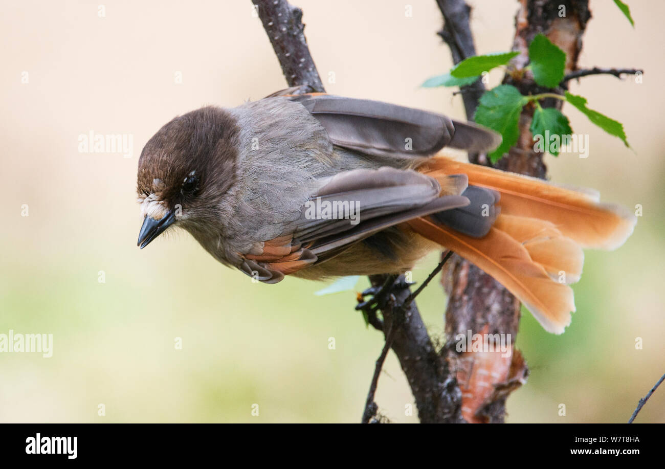 Siberian Jay (Perisoreus infaustus) looking down from a birch tree ...