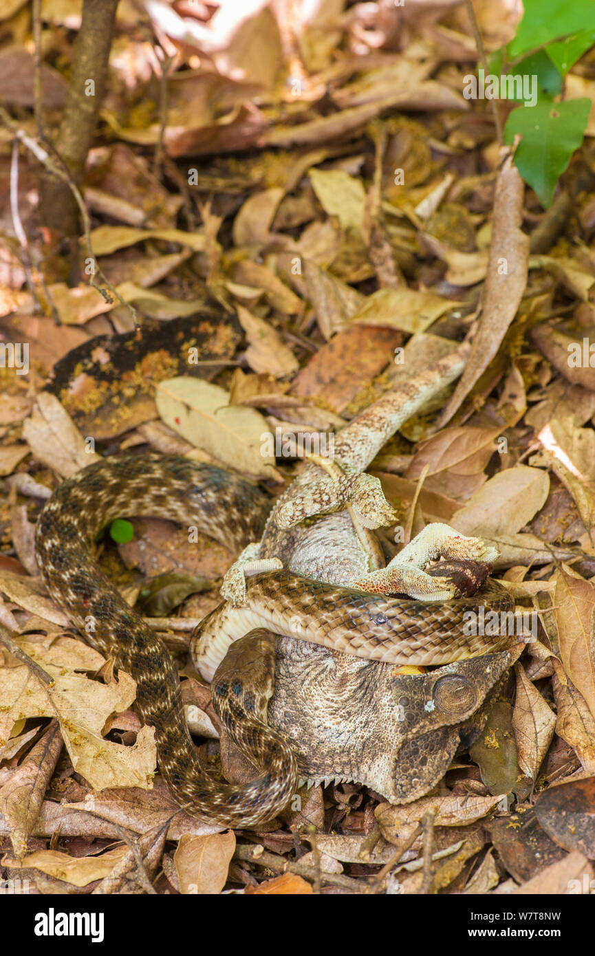 Constricting Snakes High Resolution Stock Photography and Images - Alamy