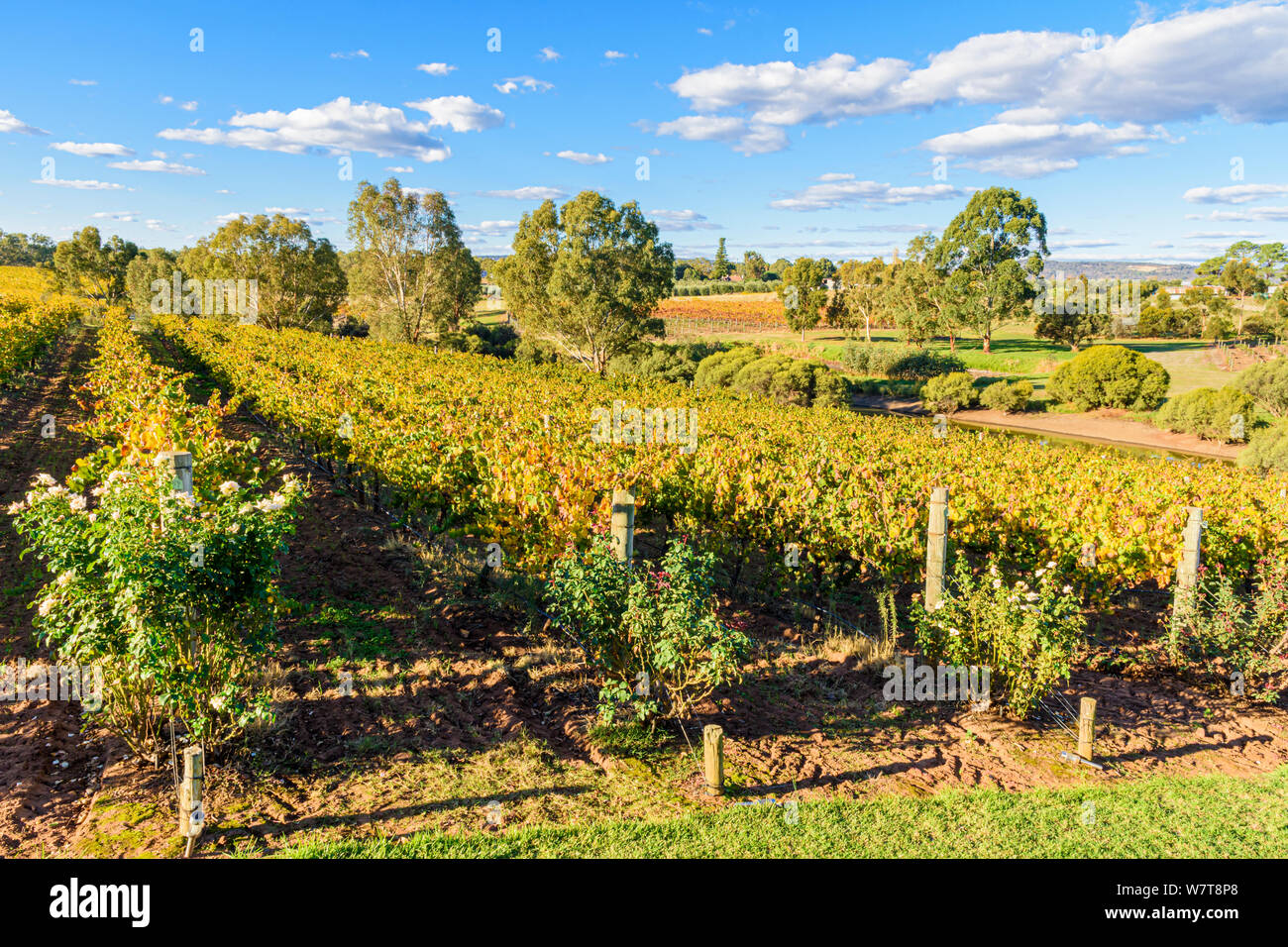 Autumn grapevines at Sittella Winery in the Swan Valley wine region of ...