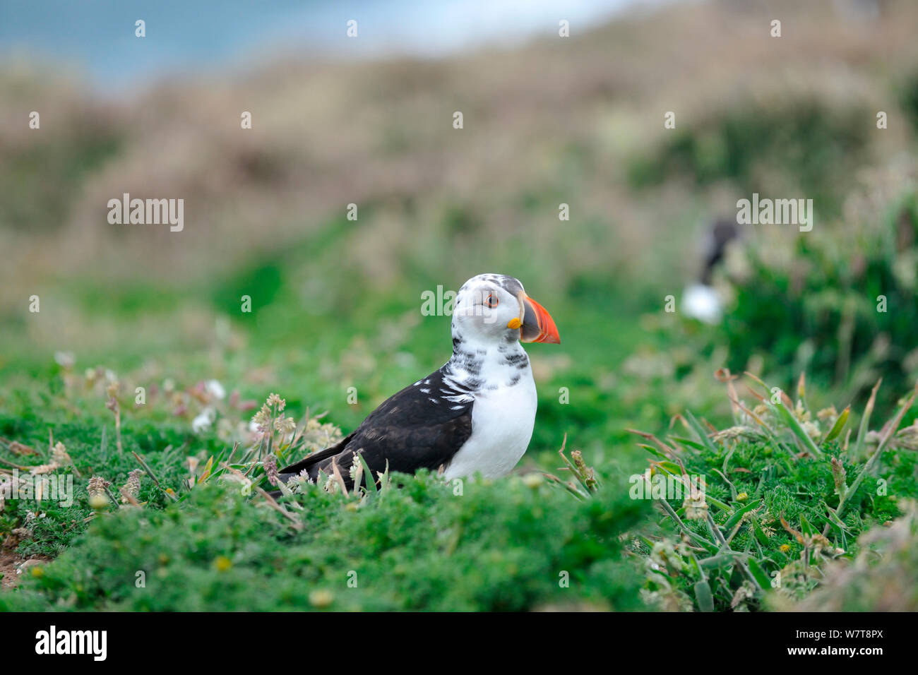 Atlantic Puffin (Fratercula arctica) rare partially leucistic ...