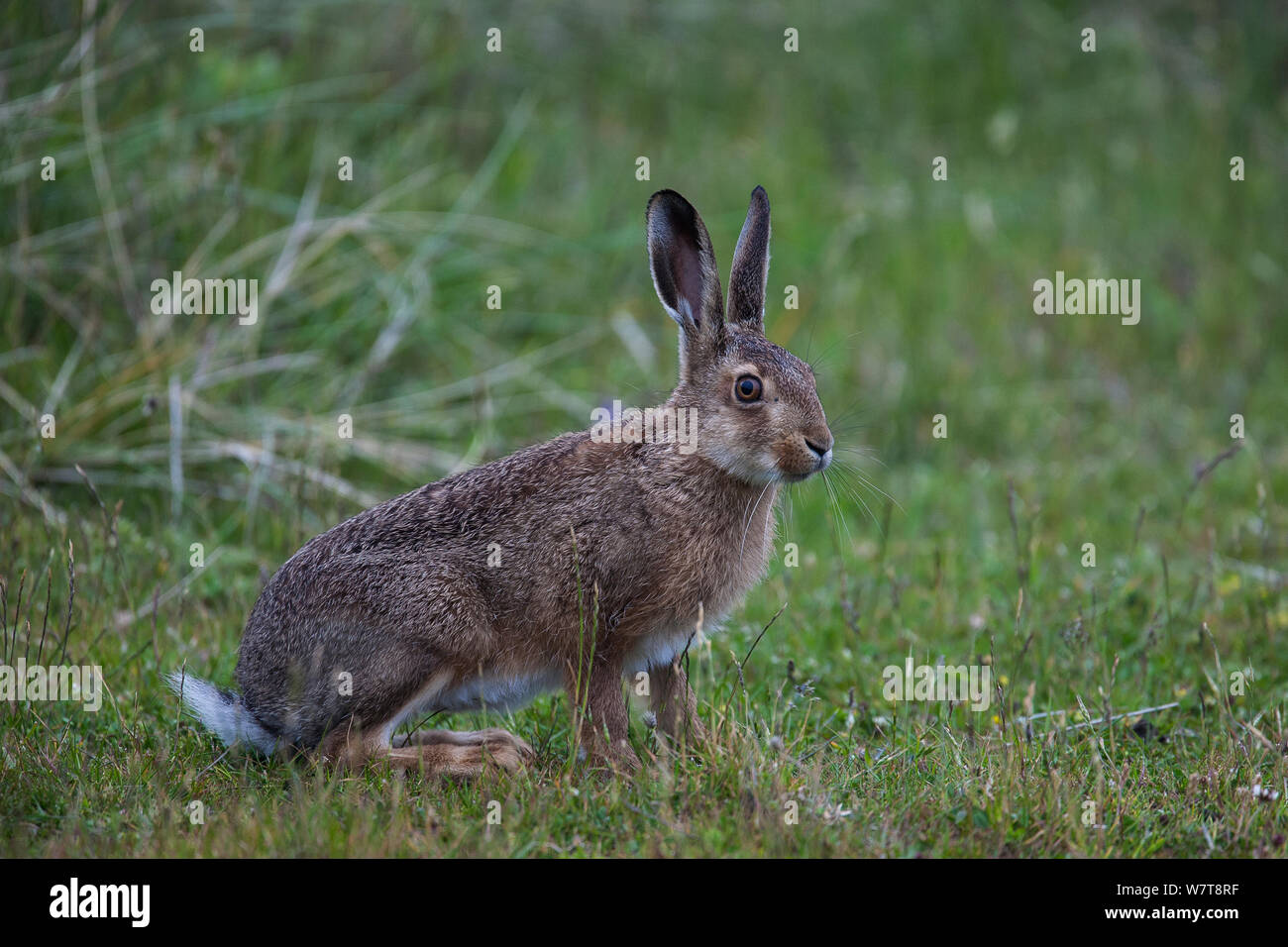 Common European hare (Lepus europaeus) on the sand dunes of the Island ...