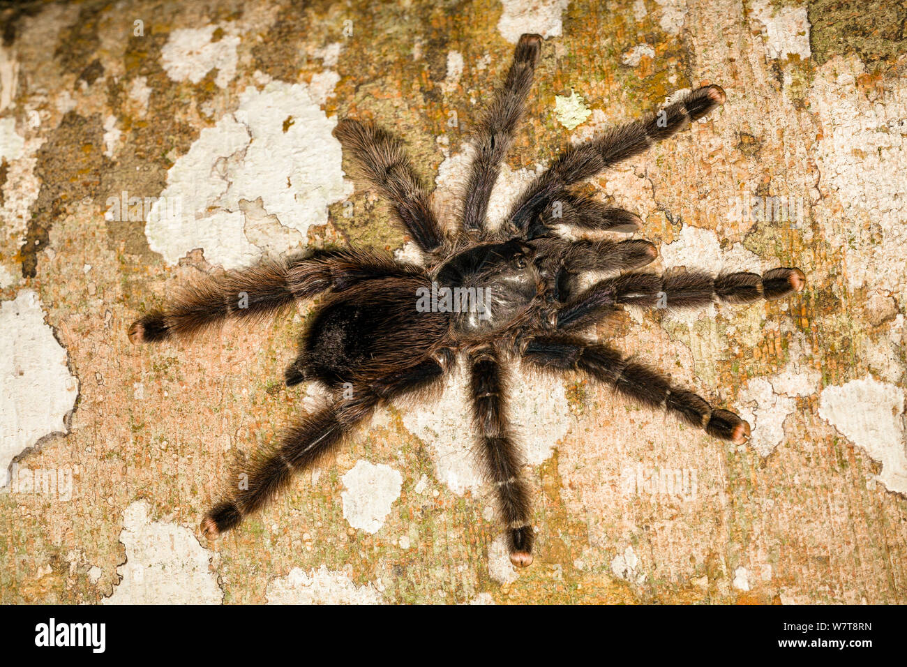 Pinktoe tarantula (Avicularia avicularia) on tree trunk n tropical ...
