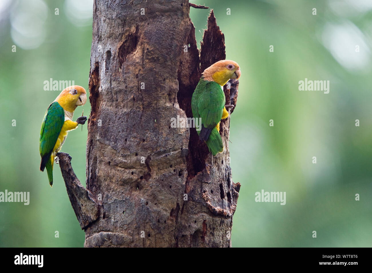 White-bellied Parrots (Pionites leucogaster xanthomeria) at tree hollow ...