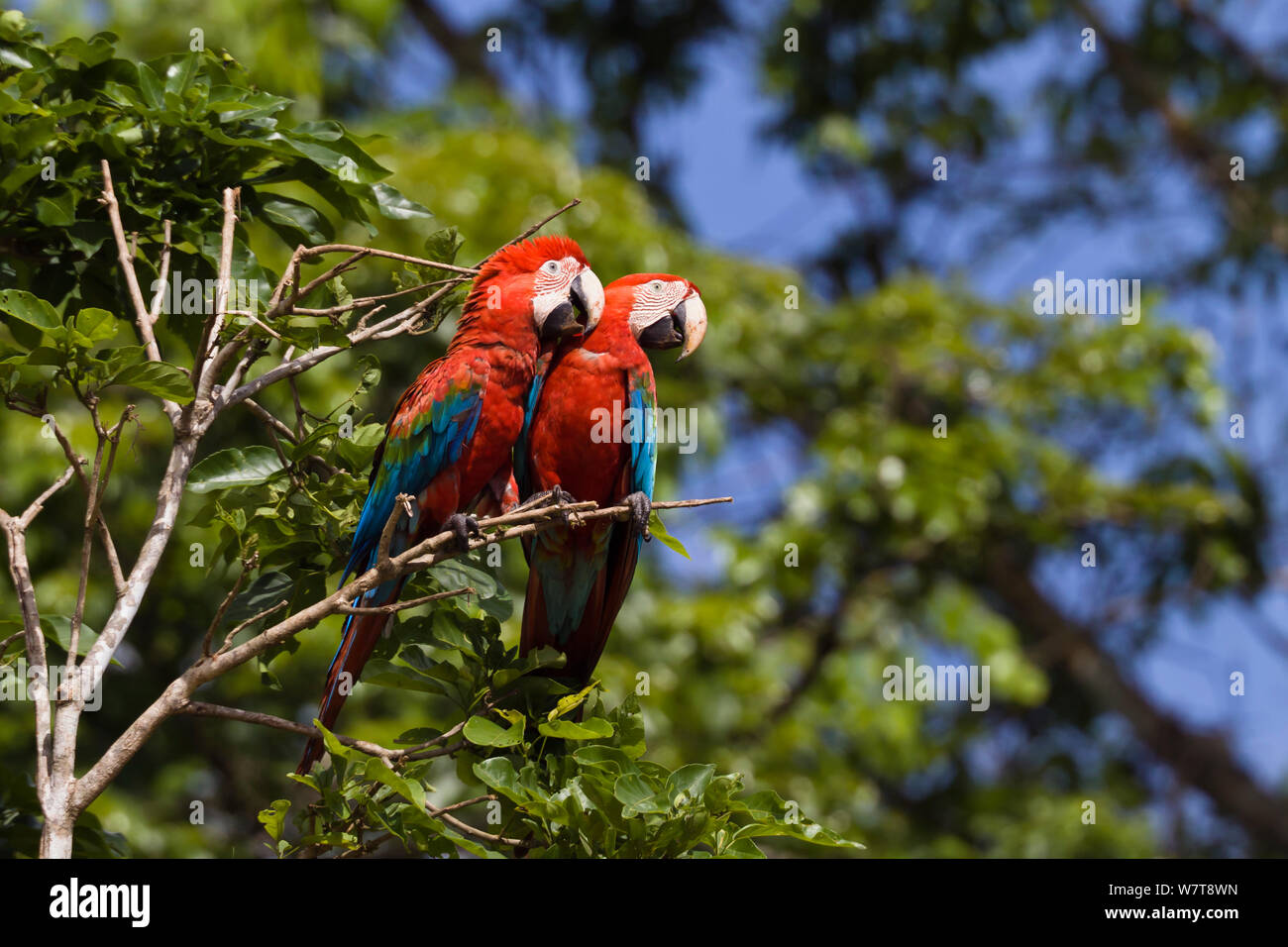 Red-and-green Macaws (Ara chloroptera) in rainforest, Tambopata National Reserve, Peru, South ...