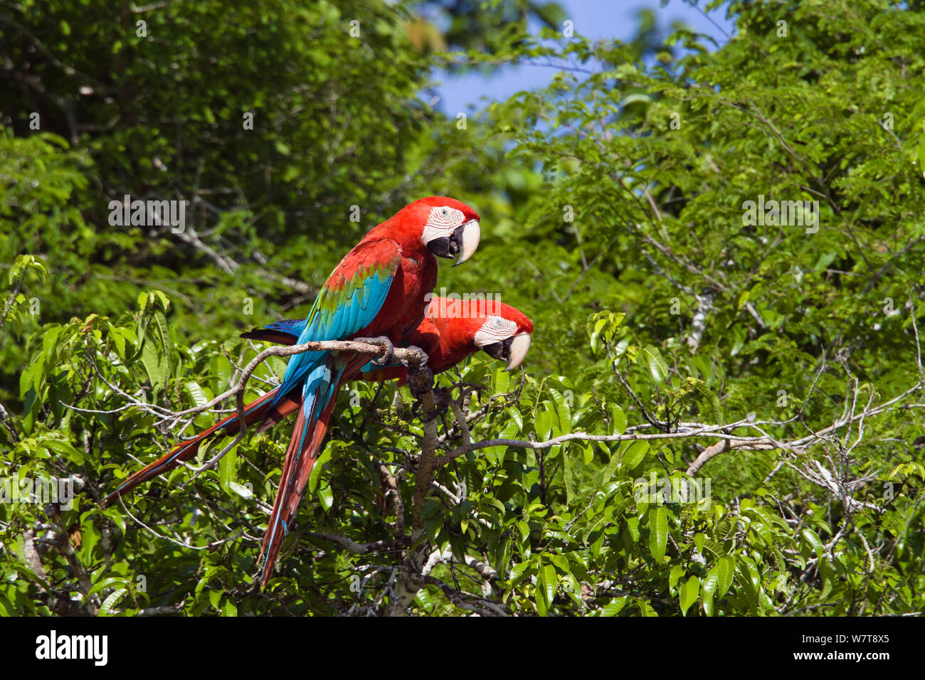 Neotropical rainforest habitat hi-res stock photography and images - Alamy